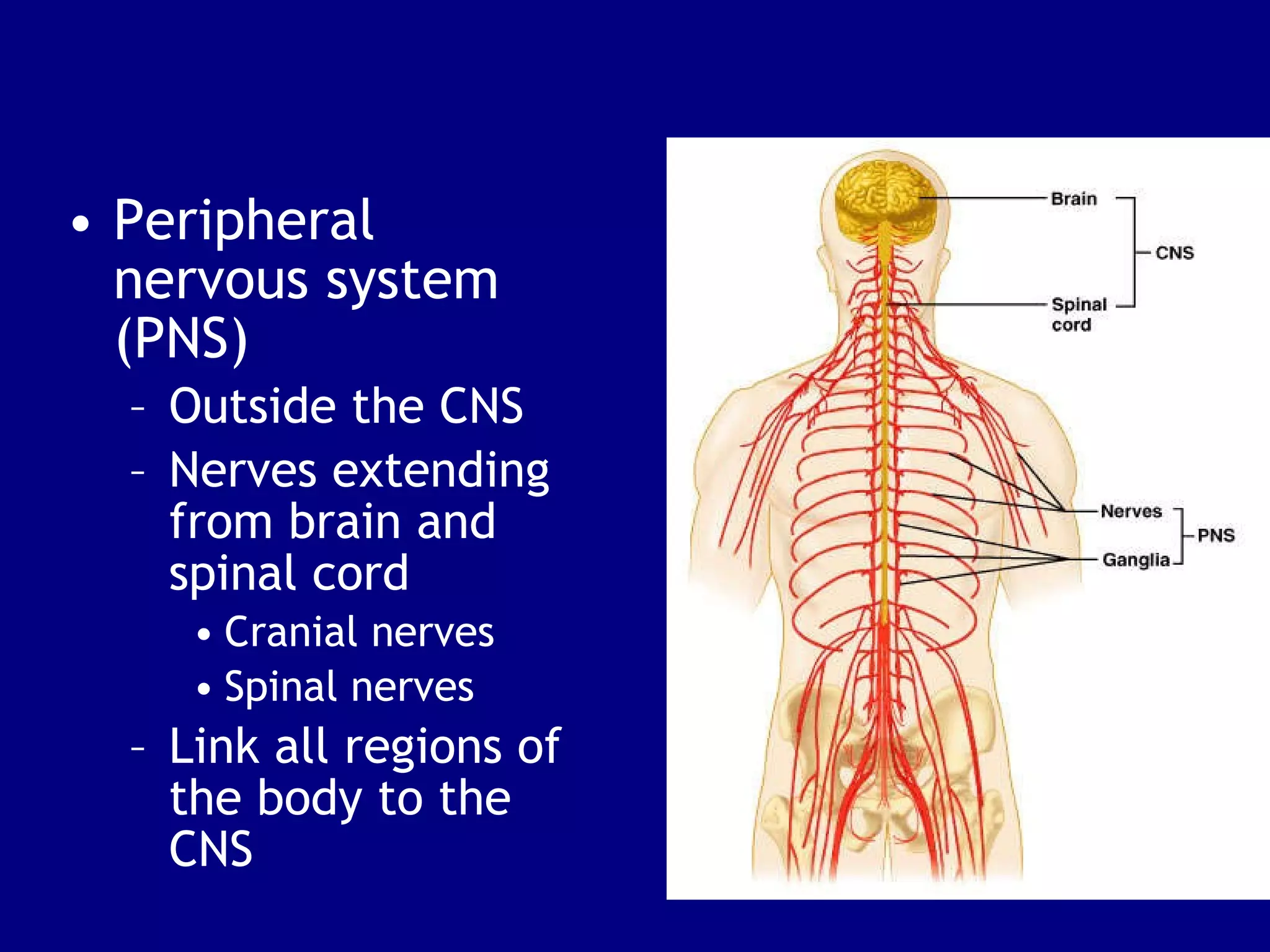 Cns 2 | PPT