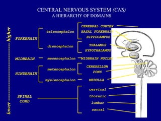 Cns 2 | PPT