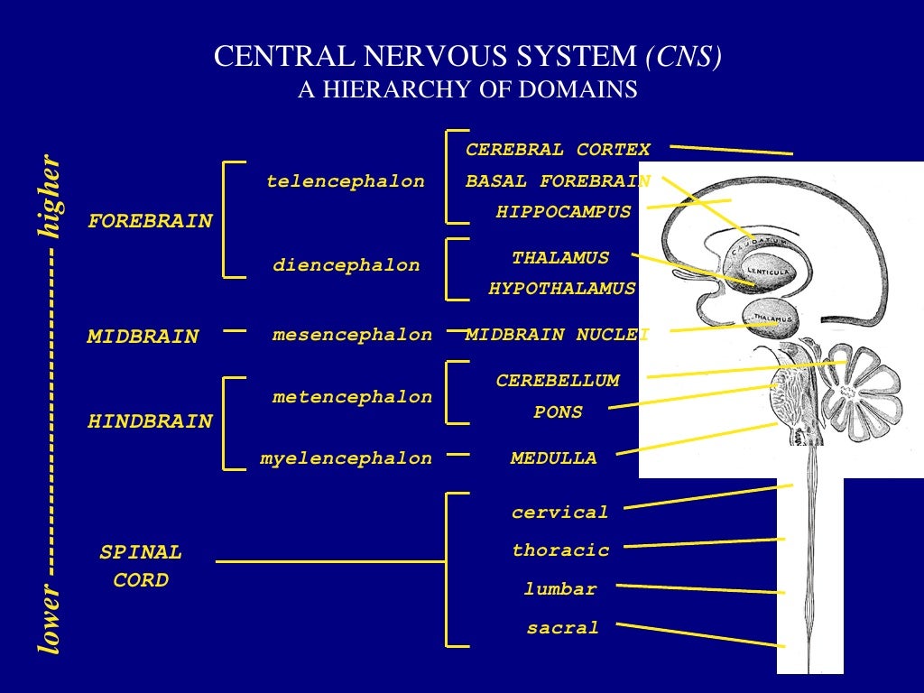 Cns 2
