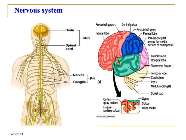 CNS 2.ppt cardiovascular anatomy powerpoint f | PPT
