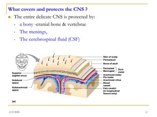 CNS 2.ppt cardiovascular anatomy powerpoint f | PPT