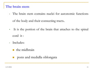 CNS 2.ppt cardiovascular anatomy powerpoint f | PPT