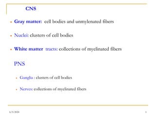 CNS 2.ppt cardiovascular anatomy powerpoint f | PPT