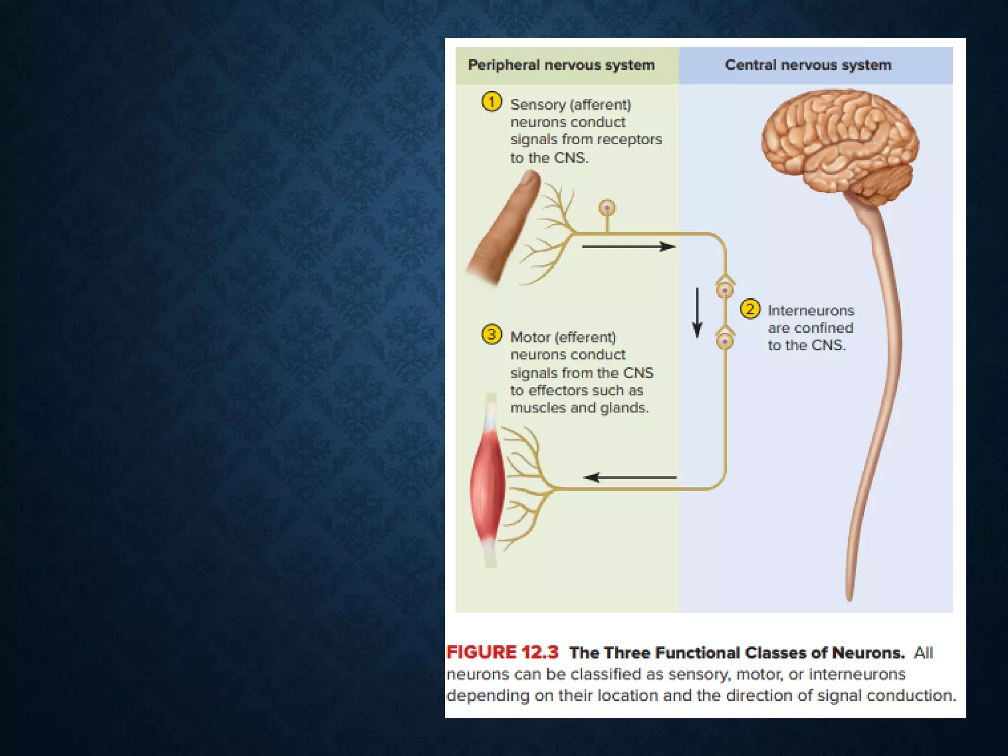nervous system part 1 Dr Ahmed H Ahmed.pdf