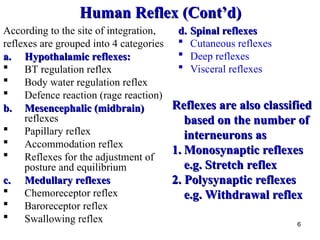 Comprehensive Overview of Human Reflexes and Reflex Arcs in the Nervous ...