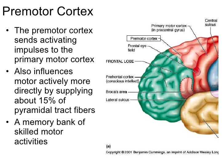 Premotor Cortex