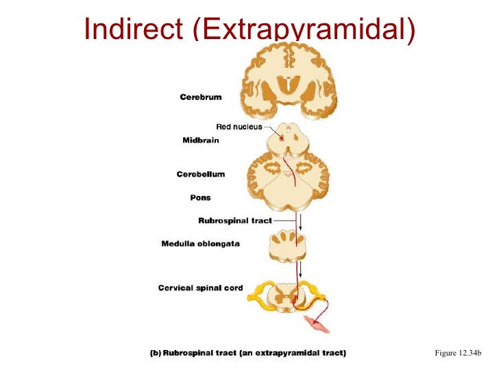 Extrapyramidal Motor Pathway Impremedianet