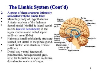 Comprehensive Overview of the Limbic System: Structure, Functions, and ...
