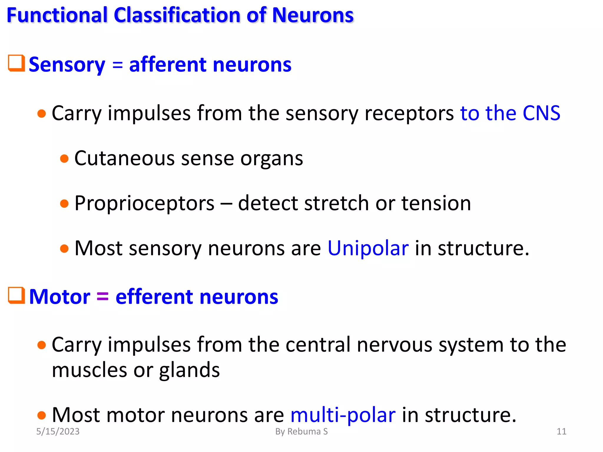 Cns Anatomy.ppt