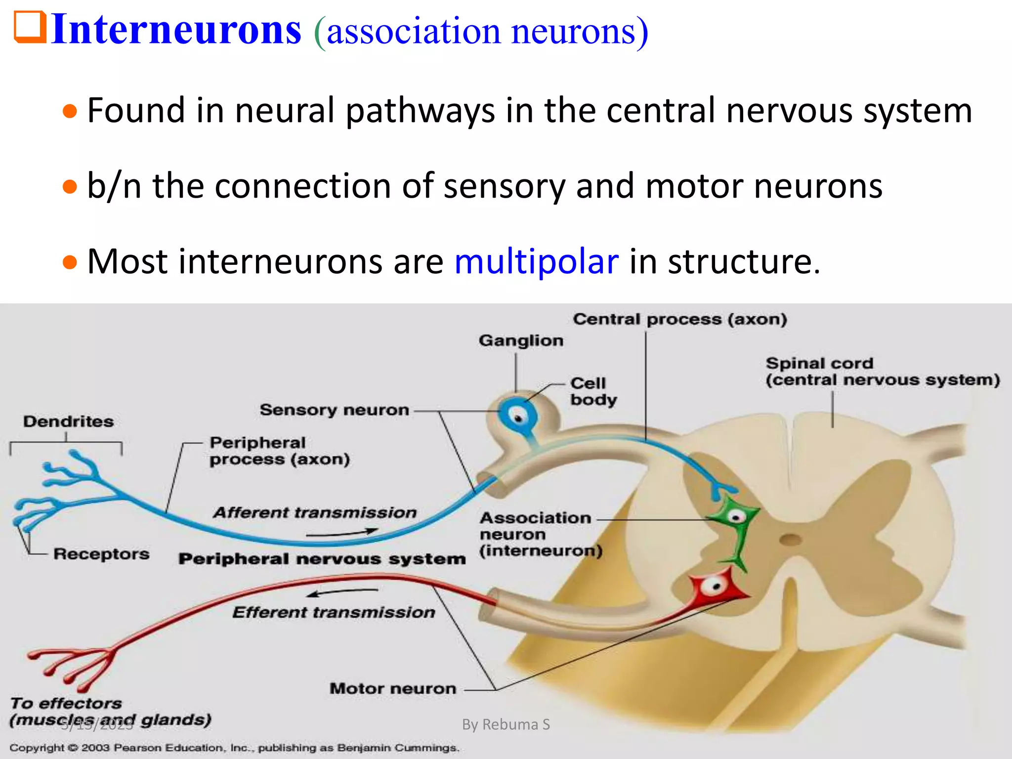 Cns Anatomy.ppt