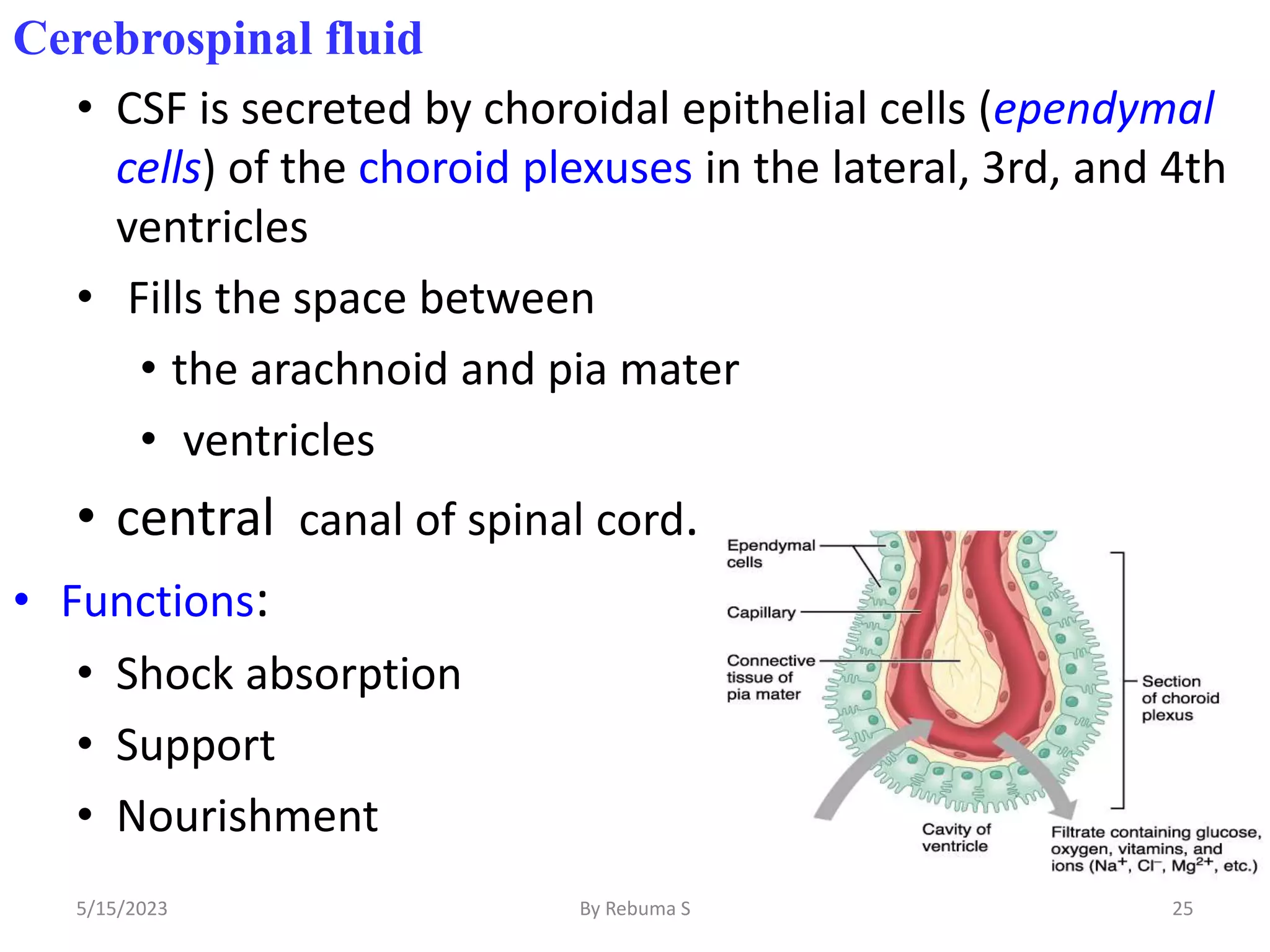 Cns Anatomy.ppt