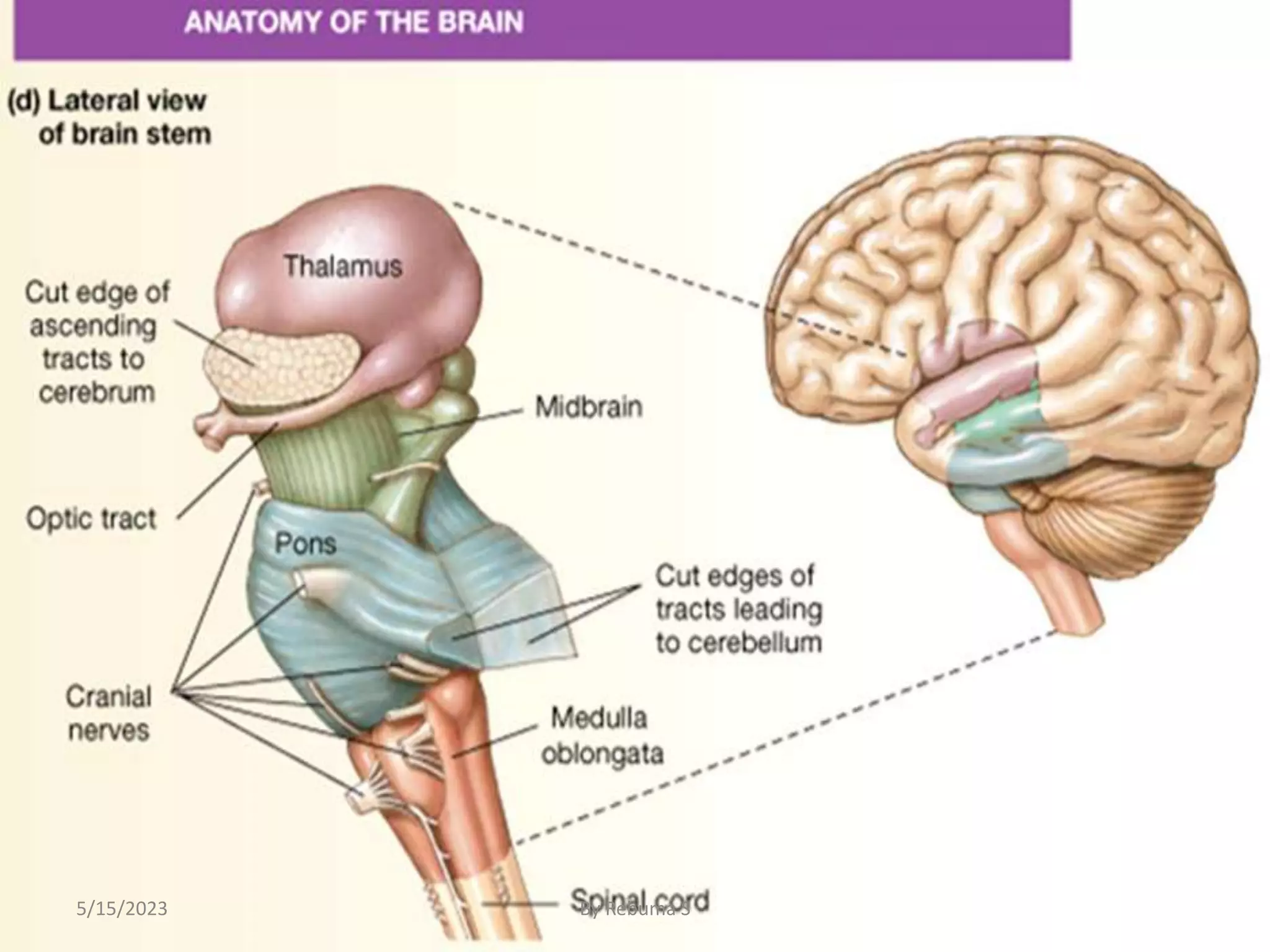 Cns Anatomy.ppt