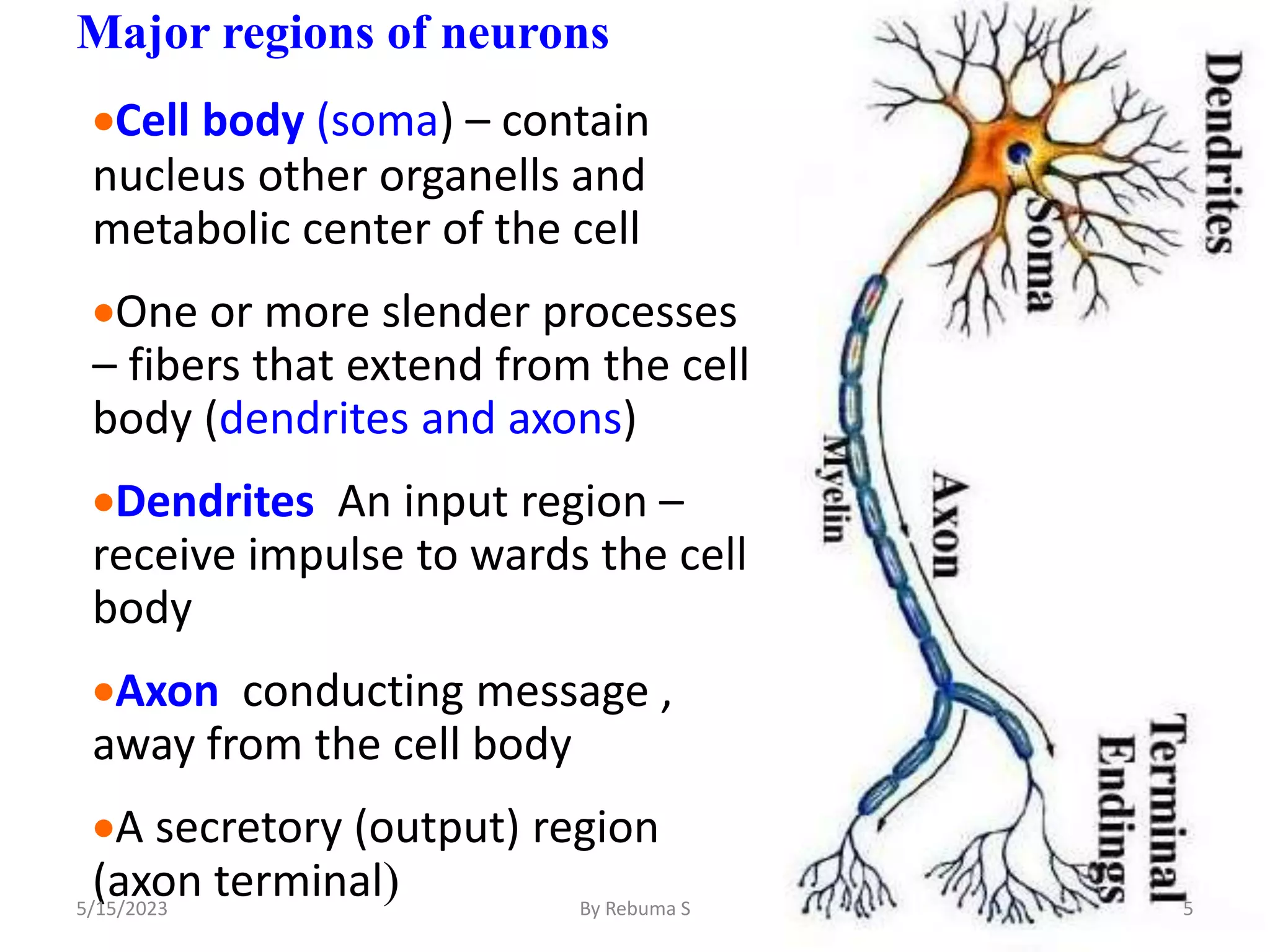 Cns Anatomy.ppt