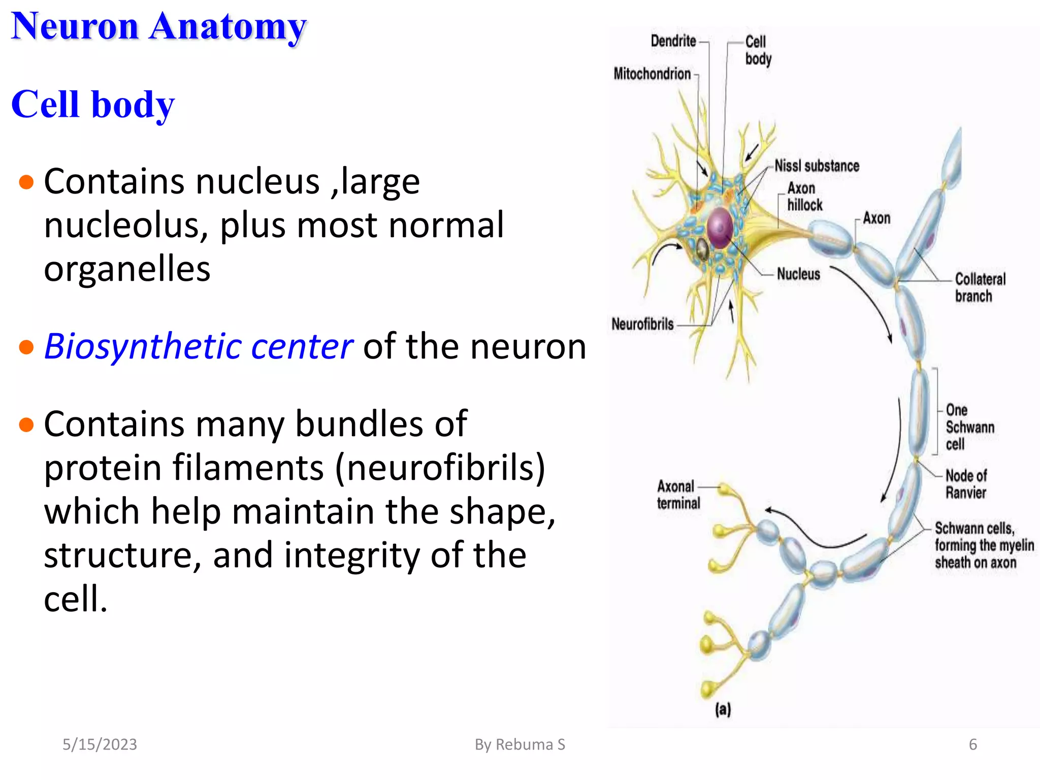 Cns Anatomy.ppt
