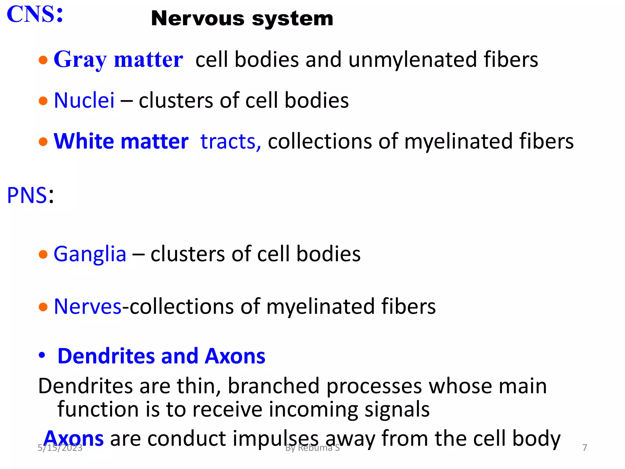 Cns Anatomy.ppt