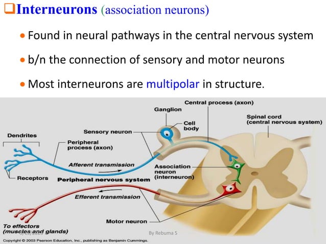 Cns Anatomy.ppt
