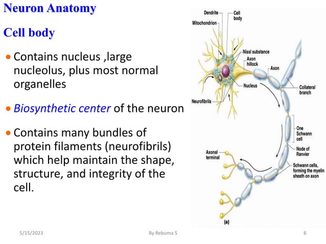 Cns Anatomy.ppt