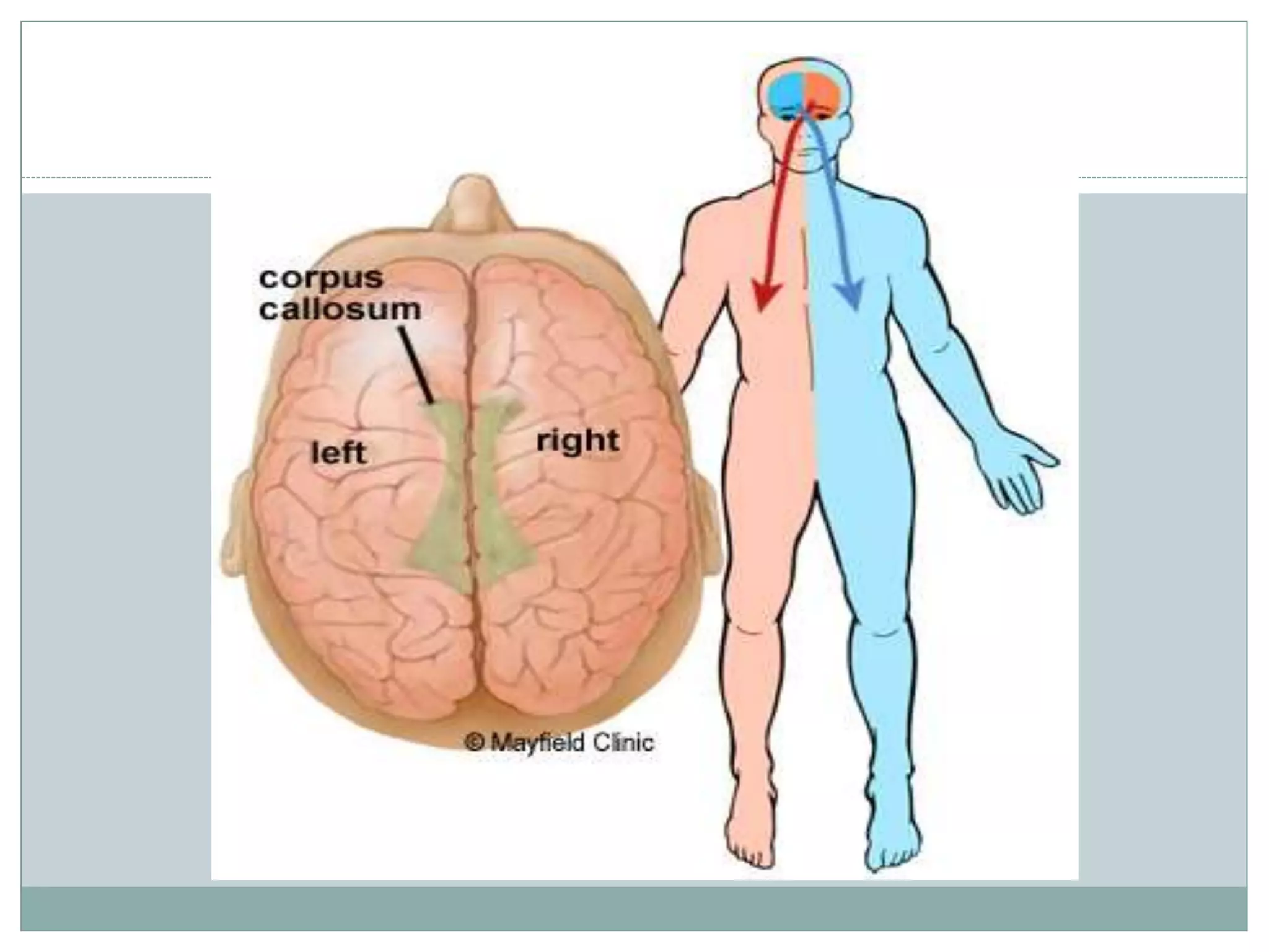 Basic Anatomy CNS | PPTX