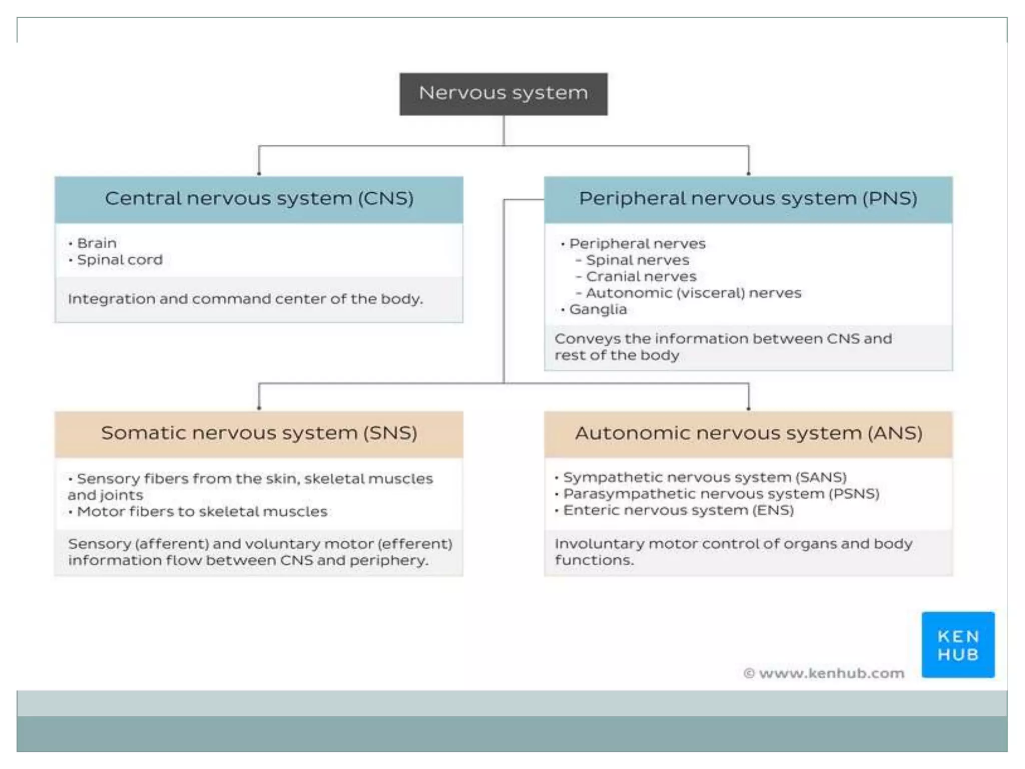 Basic Anatomy CNS | PPTX