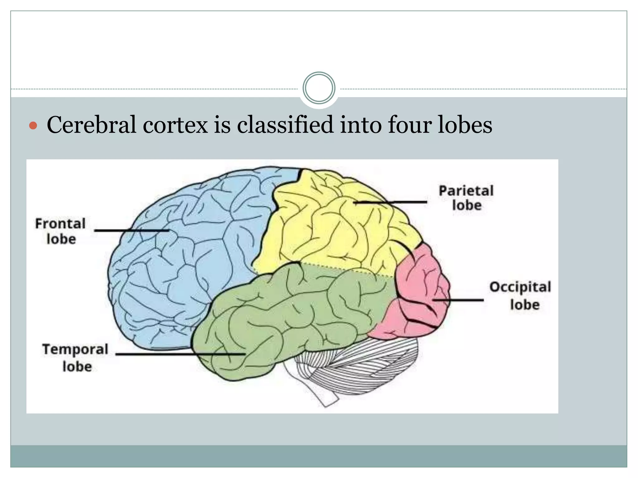 Basic Anatomy CNS | PPTX