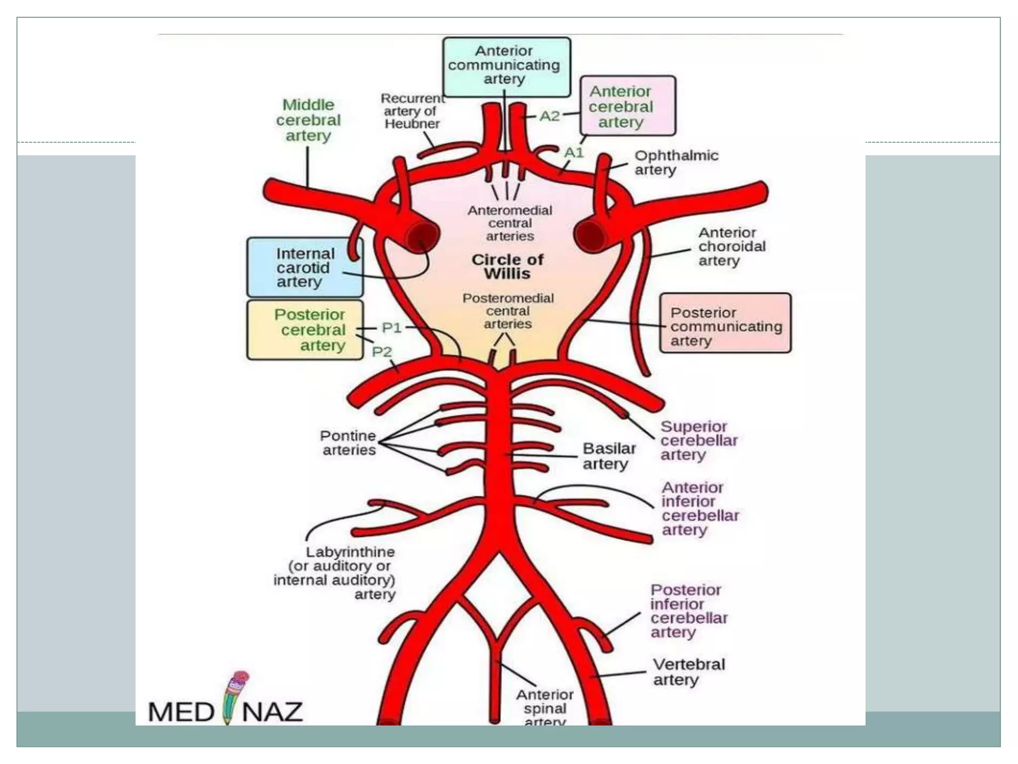 Basic Anatomy CNS | PPTX