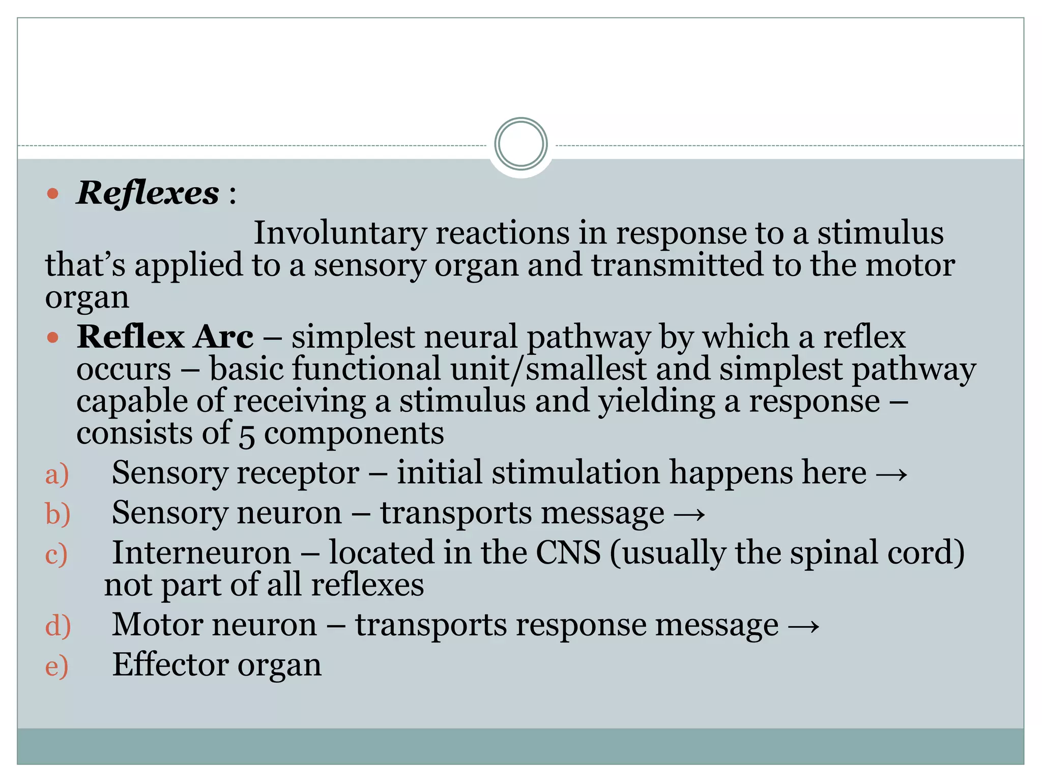 Basic Anatomy CNS | PPTX