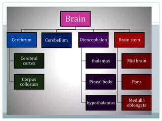 Basic Anatomy CNS | PPTX