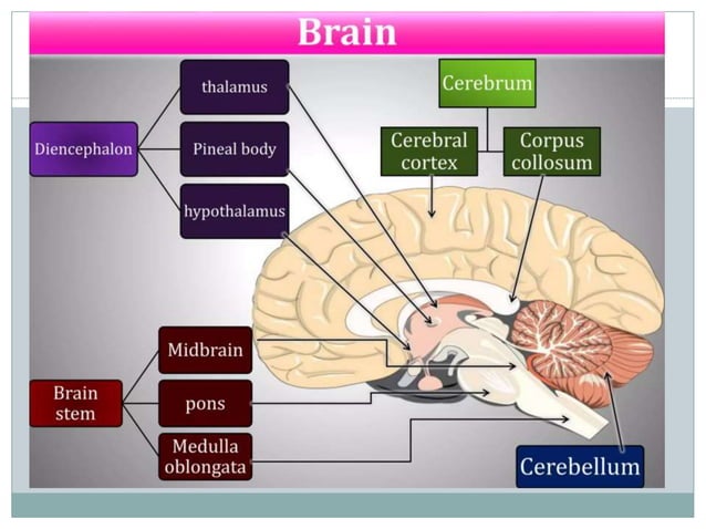 Basic Anatomy CNS | PPT