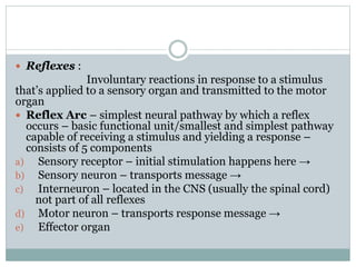 Basic Anatomy CNS | PPTX
