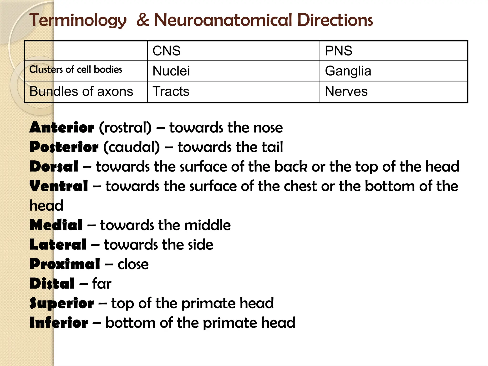 CNS anatomy is a detailed lecture of brain and spinal cord | PPT