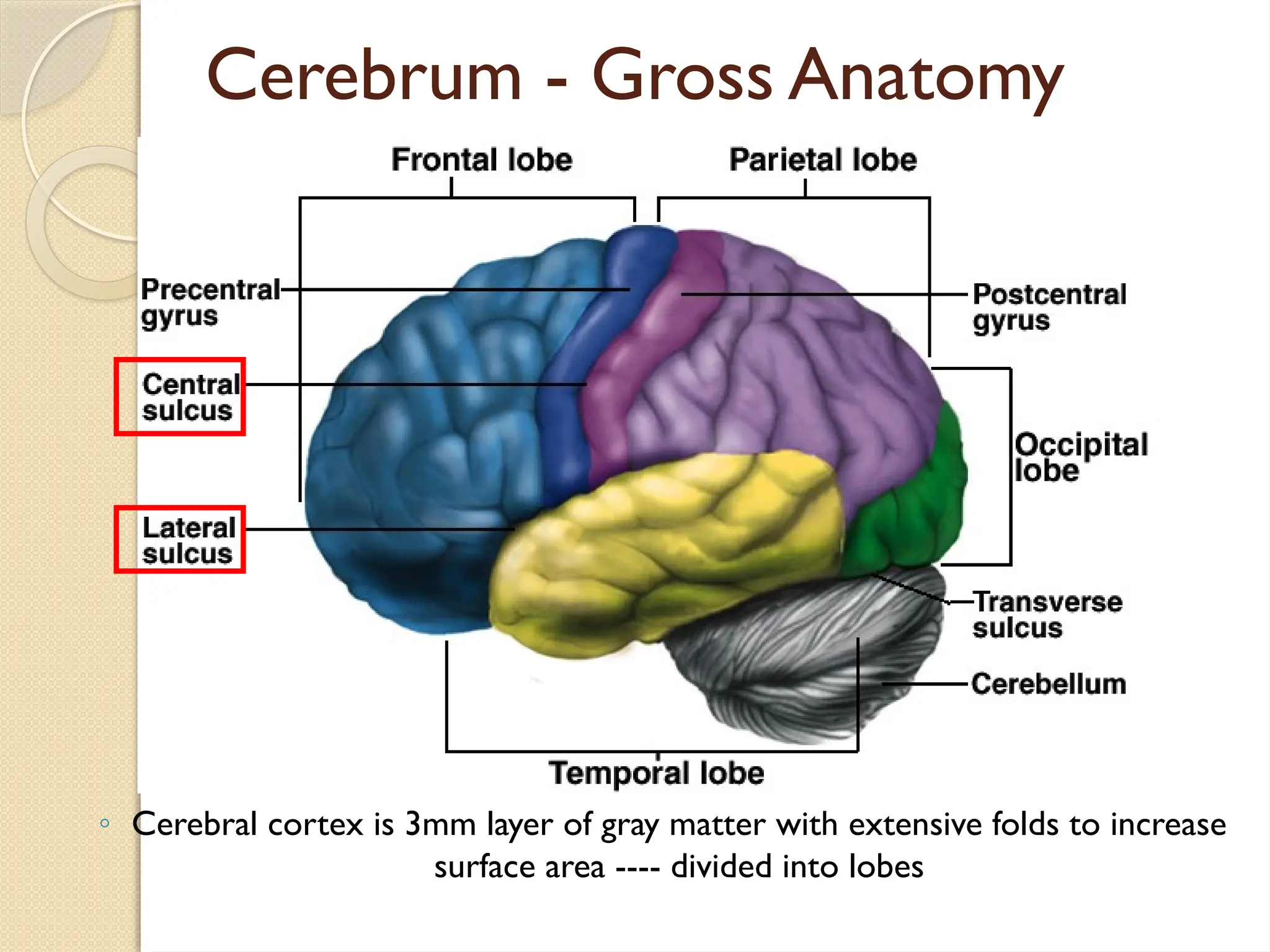 CNS anatomy is a detailed lecture of brain and spinal cord | PPT