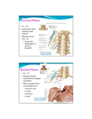 Cns Anatomy Slides | PDF