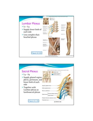 Cns Anatomy Slides | PDF