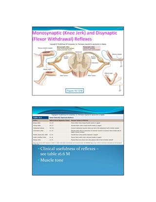 Cns Anatomy Slides | PDF