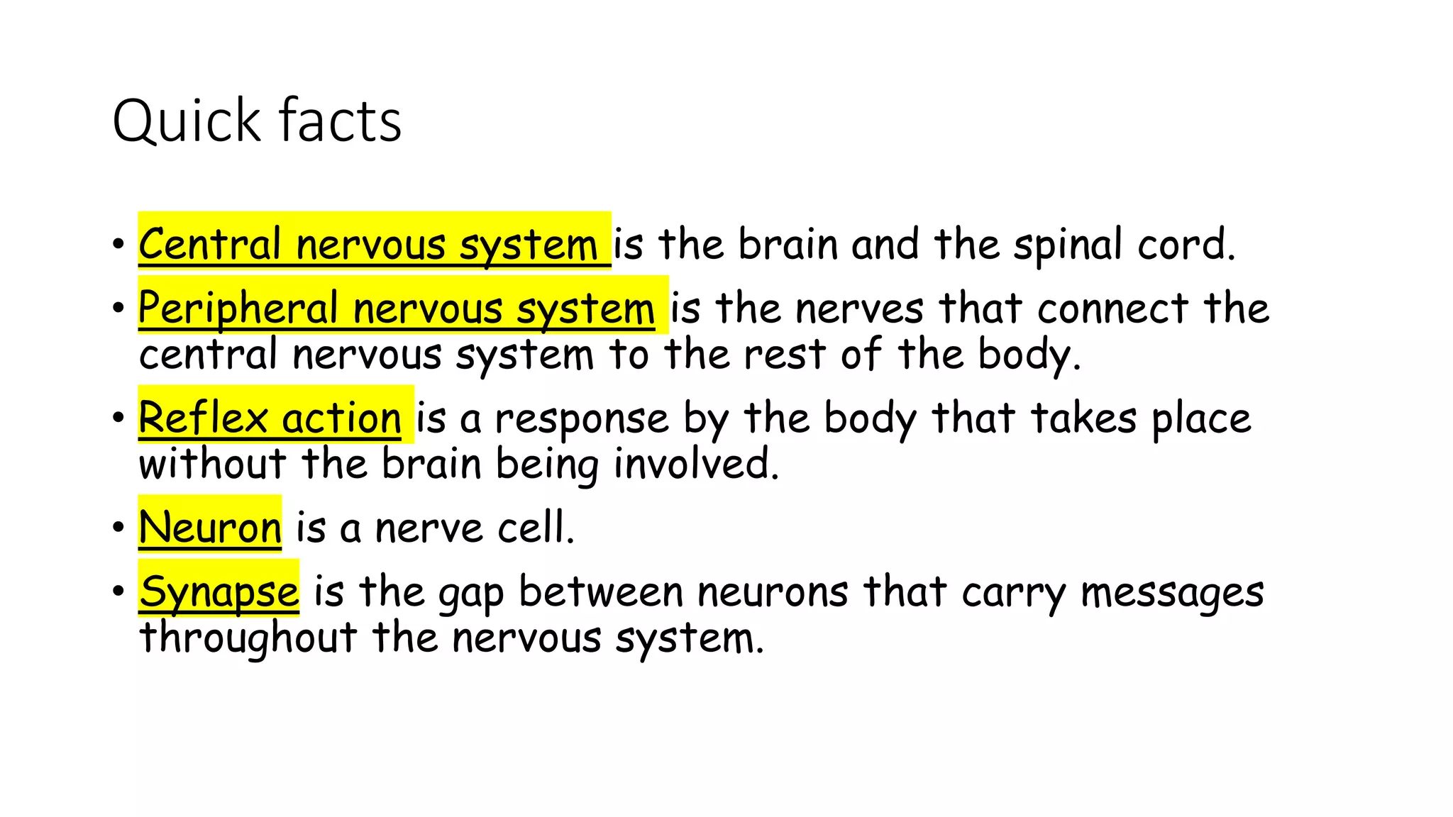 CNS and PNS year 9 2023.pptx