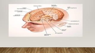 cns assess.pptx glasgow coma scale, cranial nerves | PPT