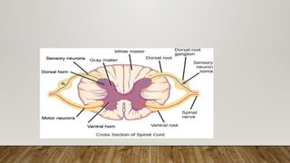 cns assess.pptx glasgow coma scale, cranial nerves | PPTX