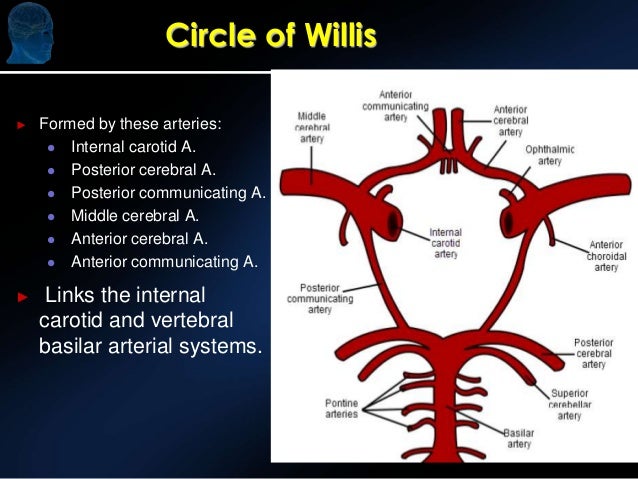 Cns blood supply