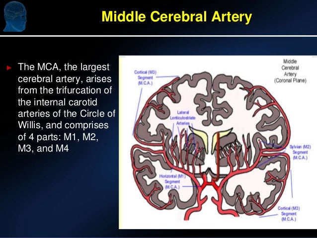 Cns blood supply