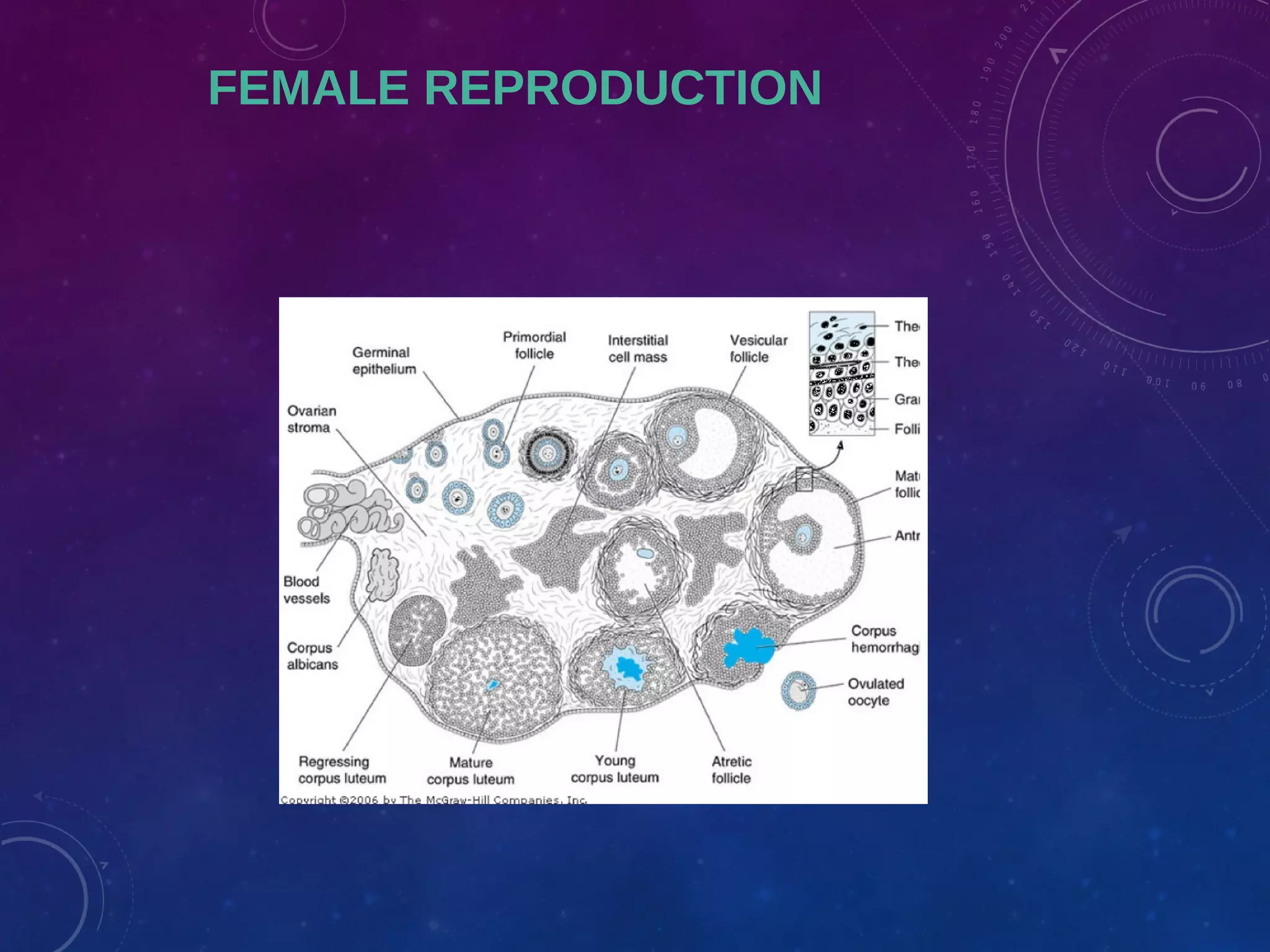 Control mechanism of Female Reproduction | PPT