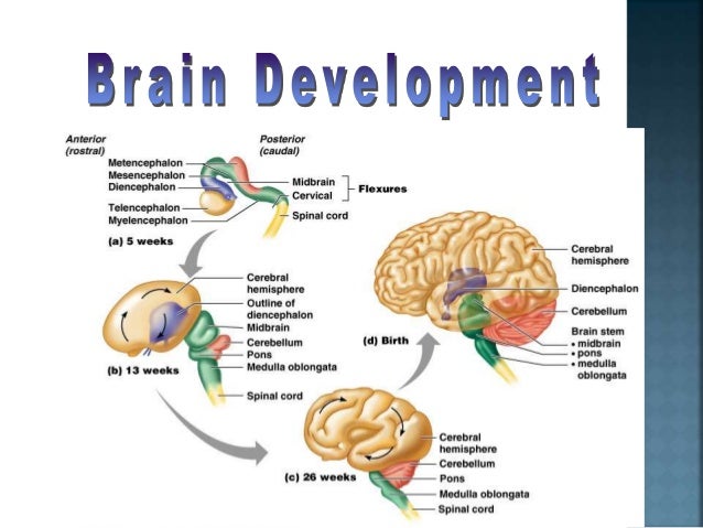 Cns development