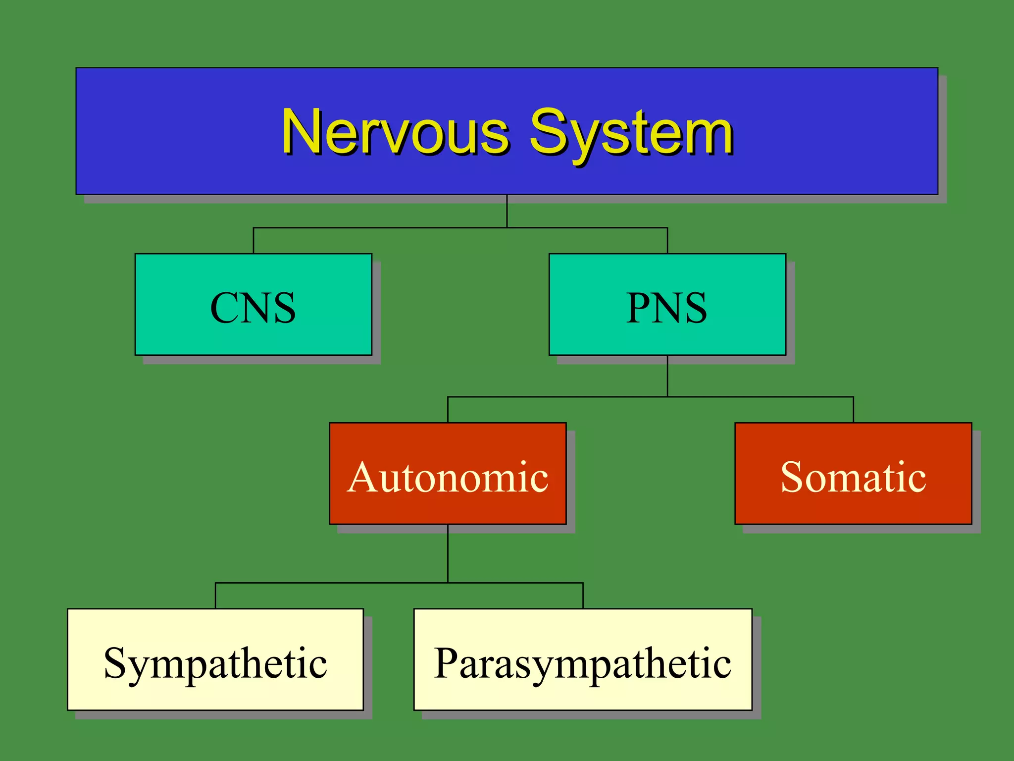 Cns drugs outline | PPT