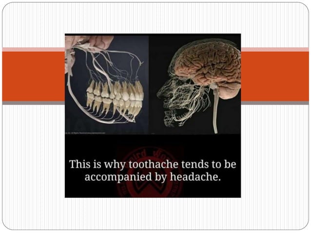 Cranial nerves for dental students | PPTX | Brain and Nervous System ...