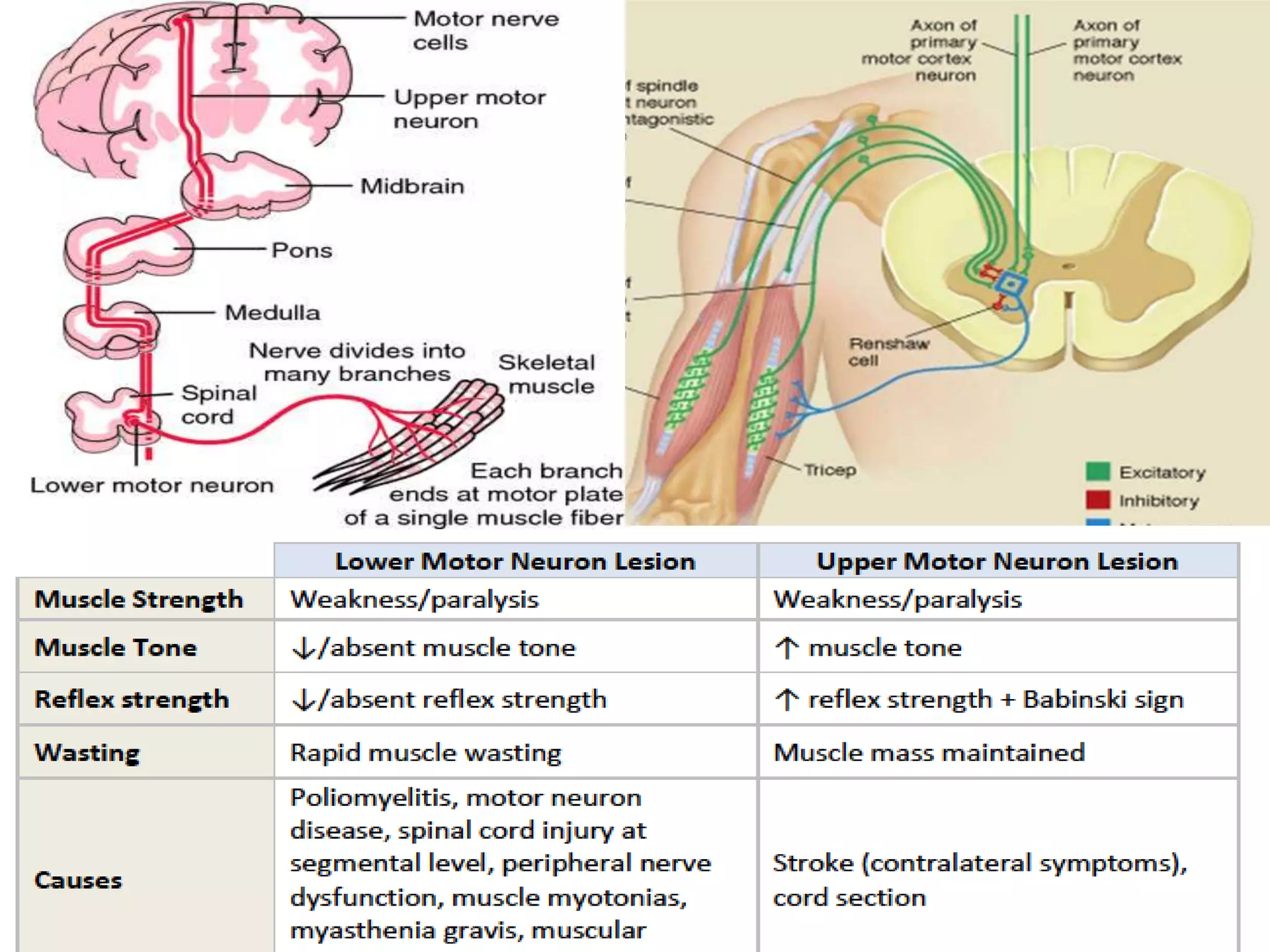 CNS examination | PPTX