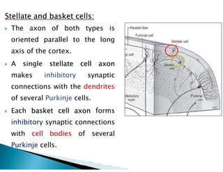 CNS Histology (2).pdffjdjskkfjdjfjfjffjfjfk | PPT