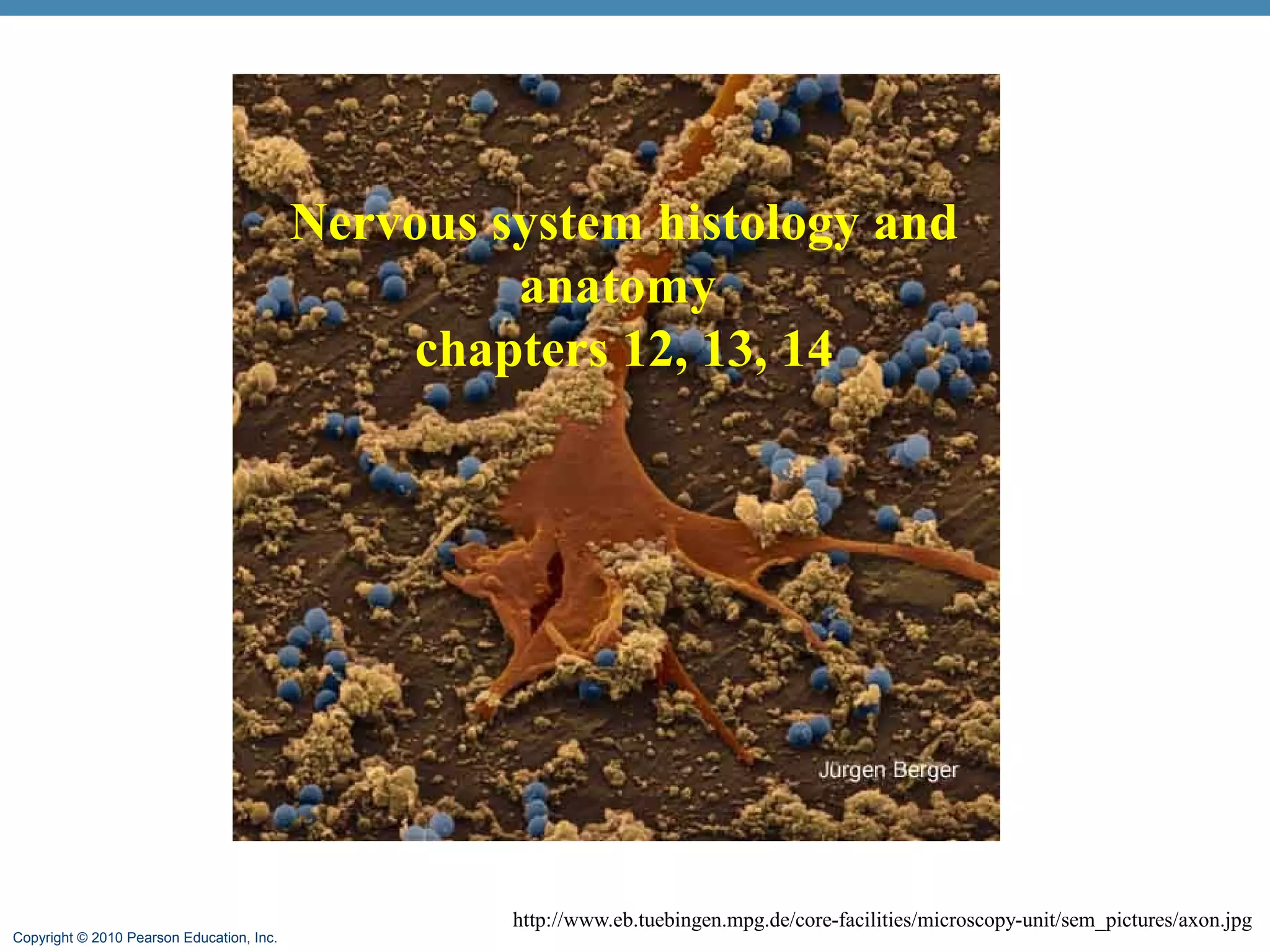 Cns histology and anatomy | PPT