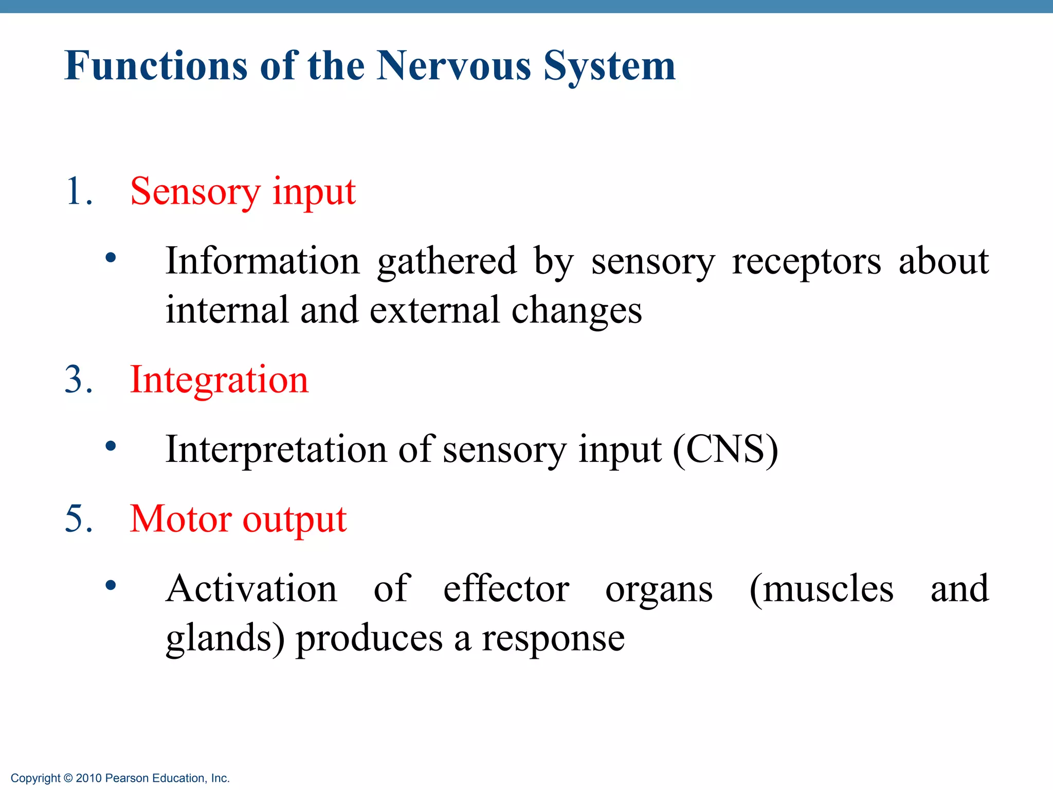 Cns histology and anatomy | PPT