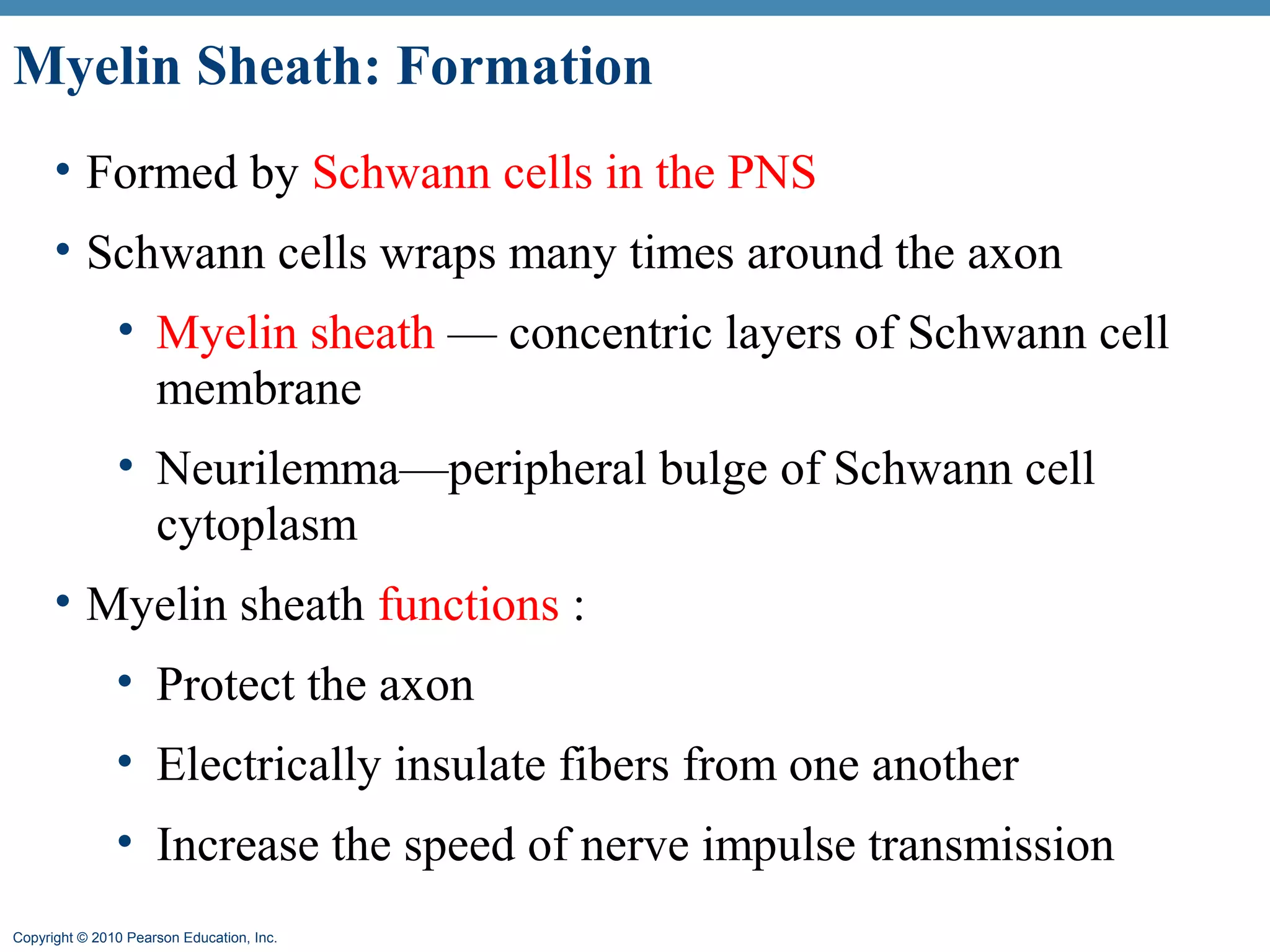 Cns histology and anatomy | PPT