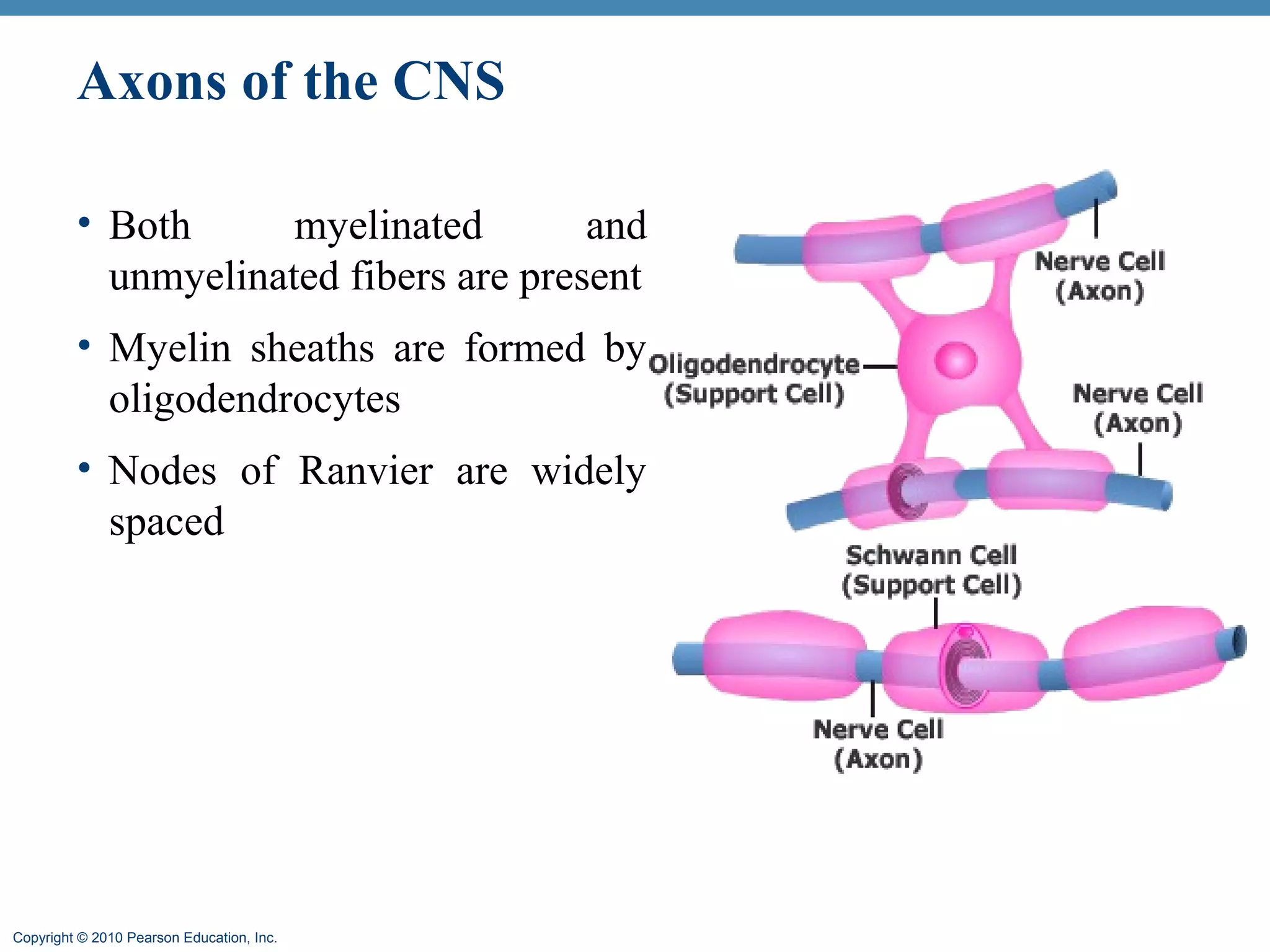 Cns histology and anatomy | PPT