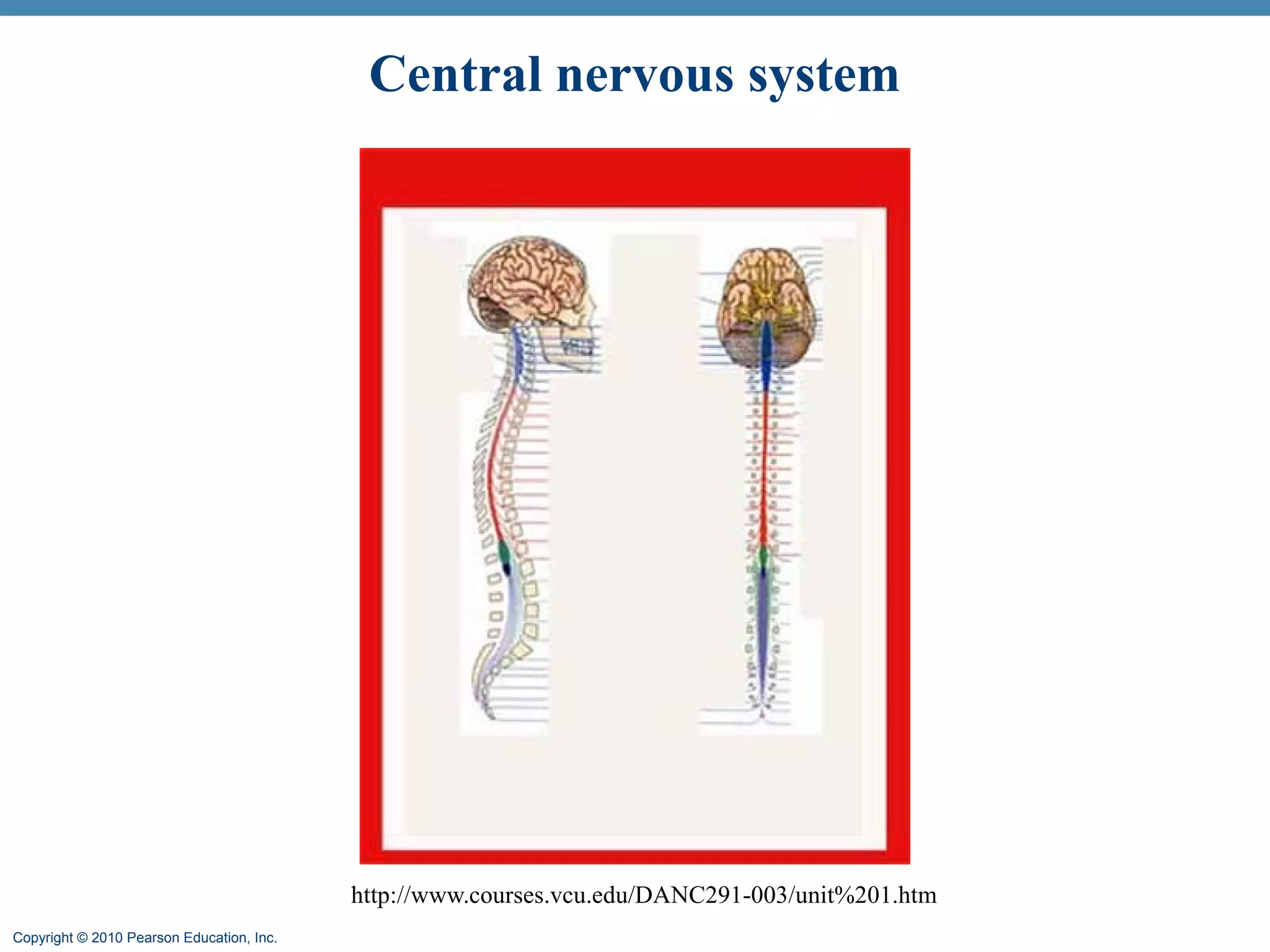 Cns histology and anatomy | PPT | Brain and Nervous System Disorders ...